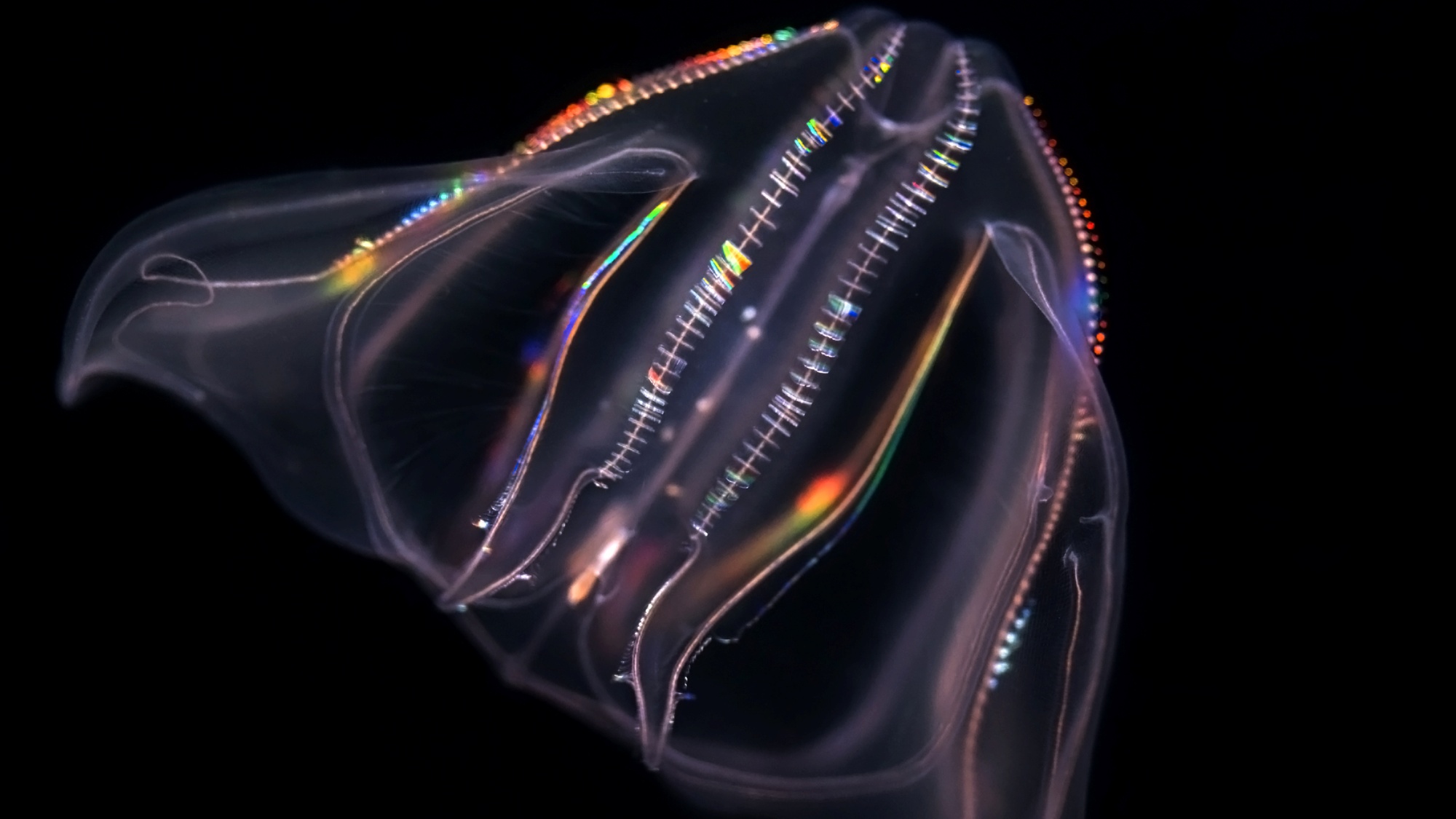 Float by wondrous ‘Jelly Dreamscapes’ at the Aquarium of the Pacific ...