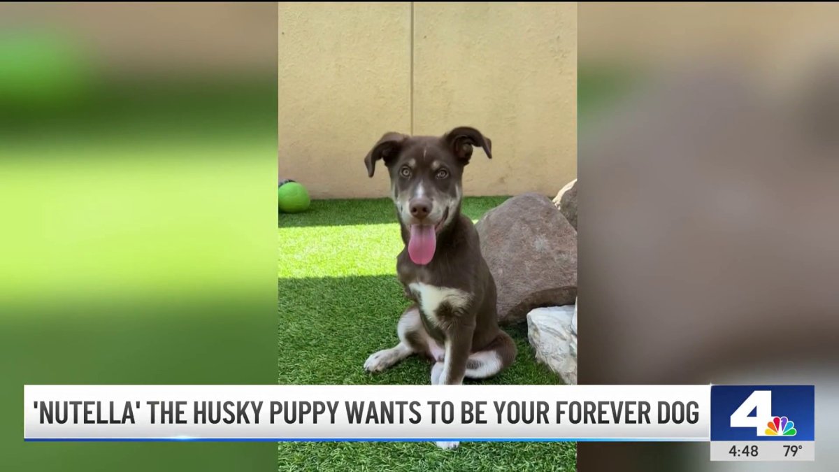 Nutella the husky up for adoption in LA after leg amputation – NBC Los ...