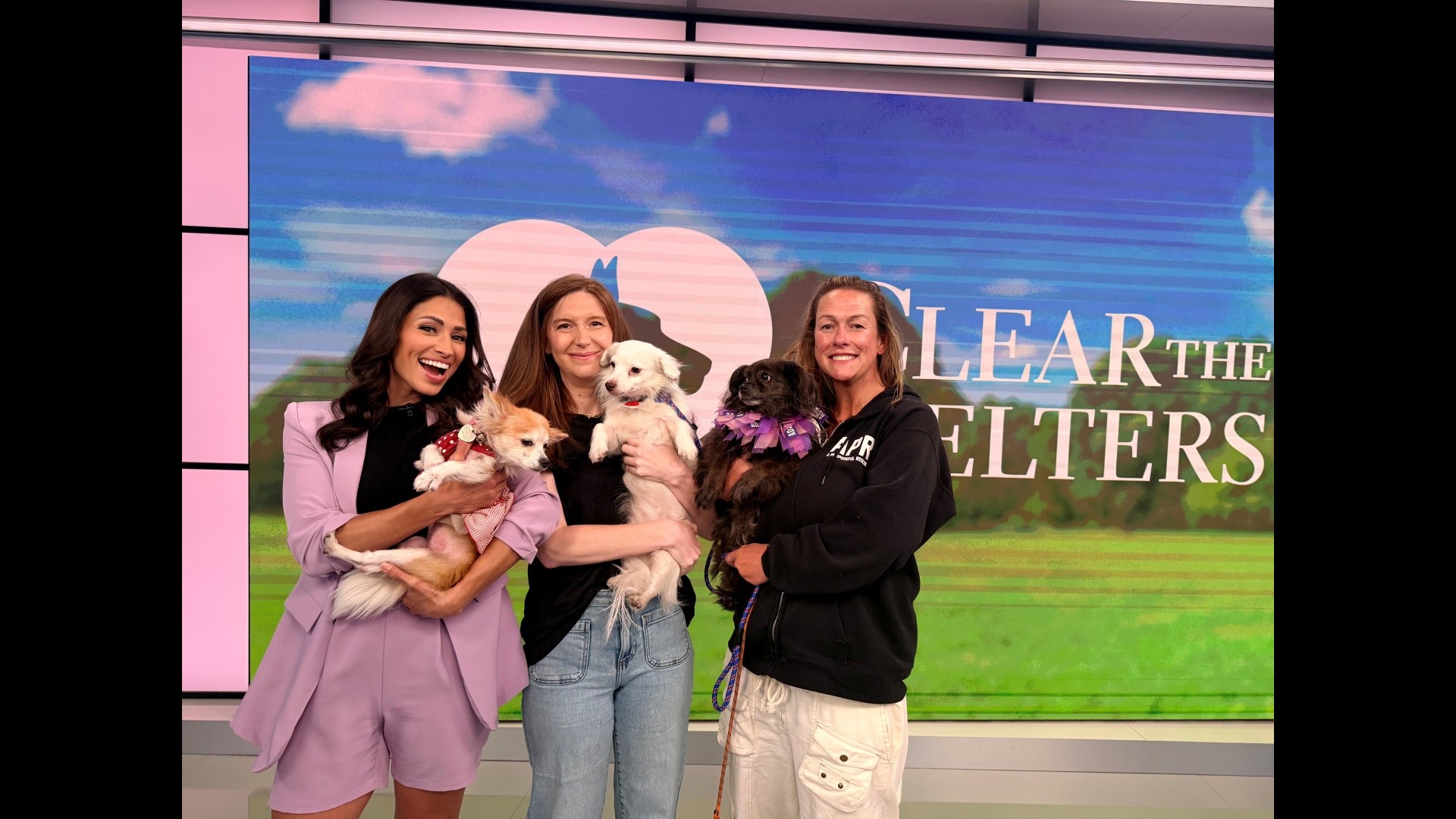 Meet our pet of the month, Dorinda! – NBC Los Angeles