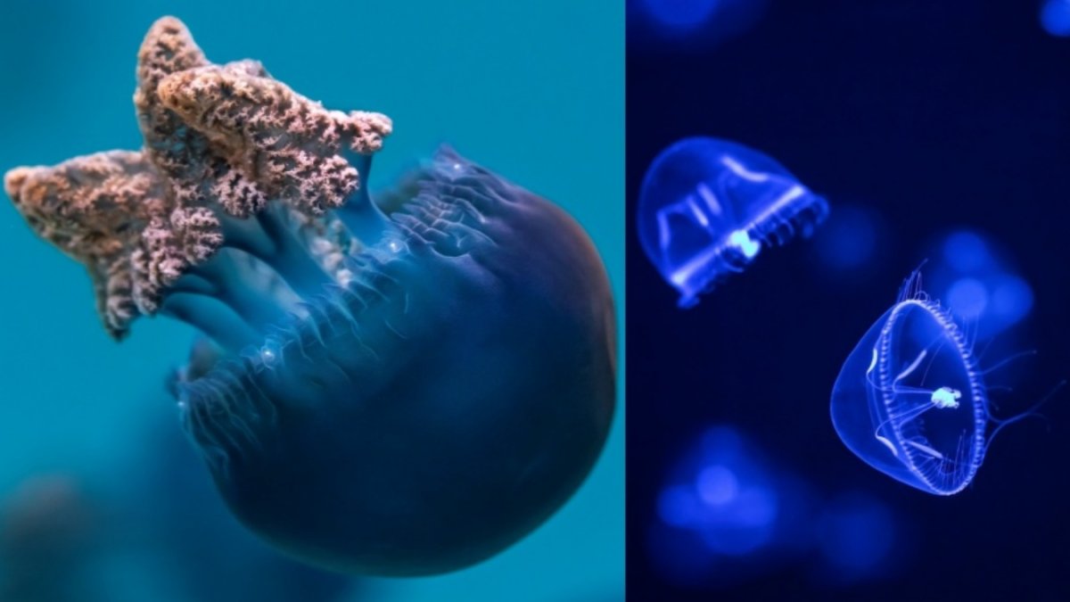 Float by wondrous ‘Jelly Dreamscapes’ at the Aquarium of the Pacific ...