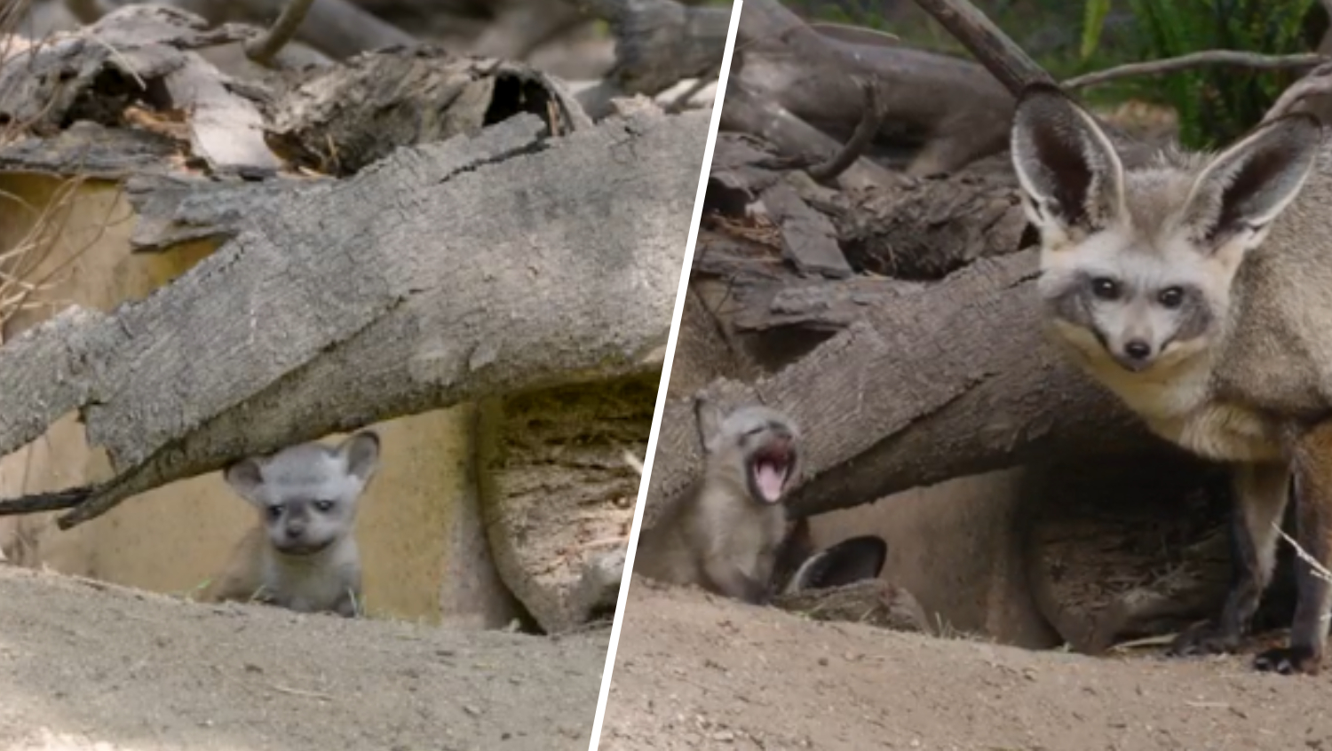 Bat-eared fox kits make their debut in San Diego – NBC Los Angeles