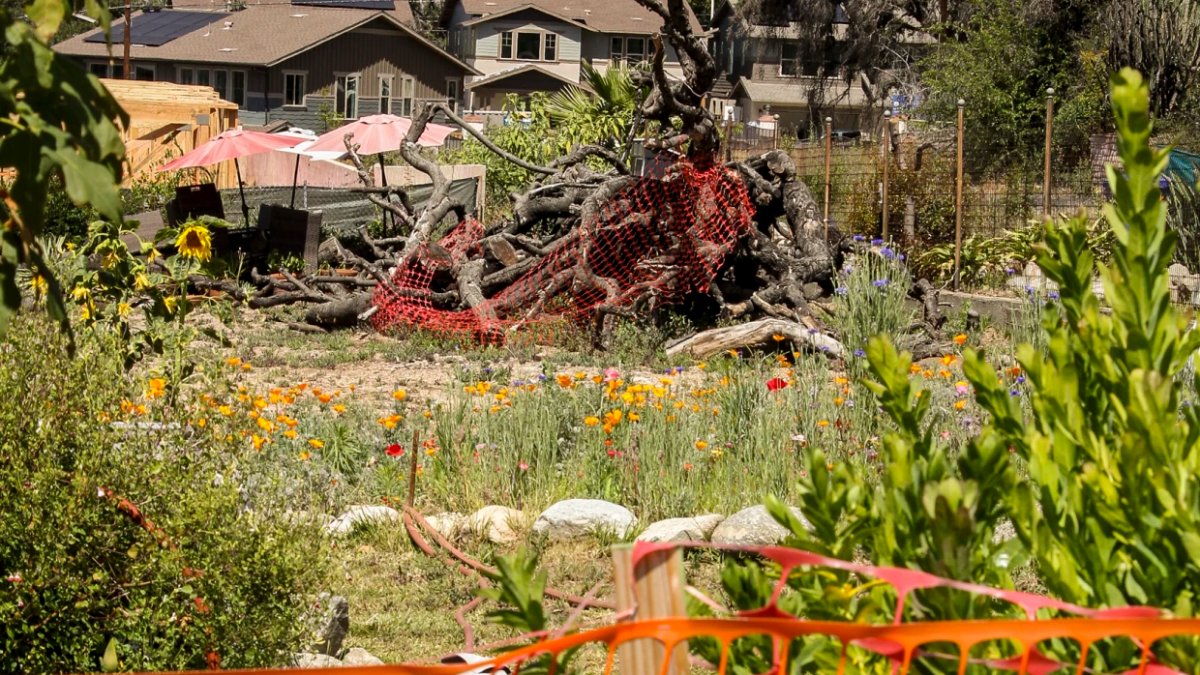 The toxic aftermath of the LA-area fires – NBC Los Angeles