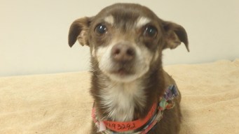 Southern California News | NBC Southern California