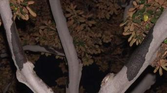 Southern California News | NBC Southern California